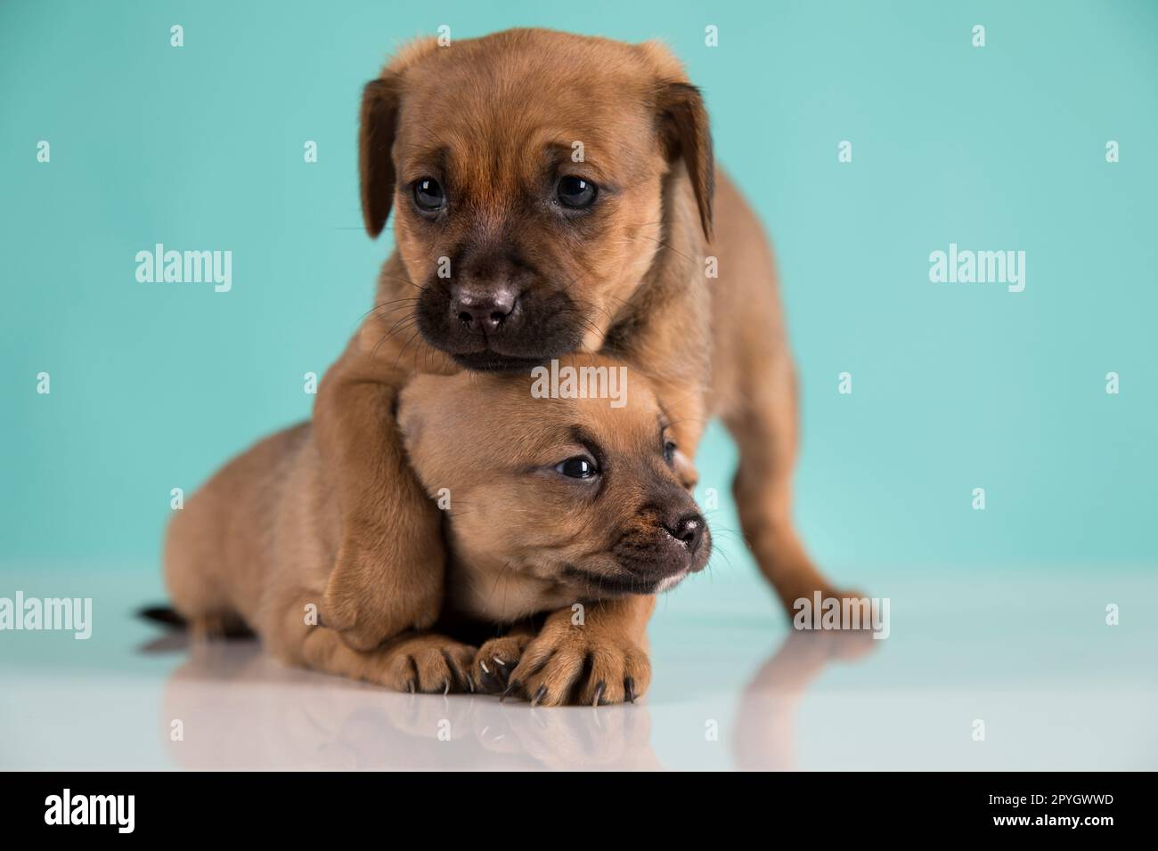 Two little dogs, puppy, animals concept Stock Photo - Alamy