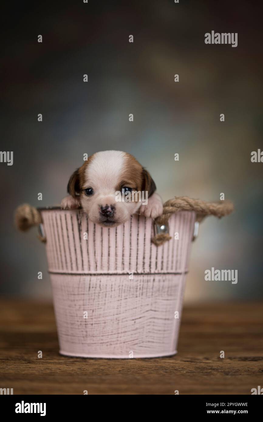 Dog in a metal bucket Stock Photo - Alamy