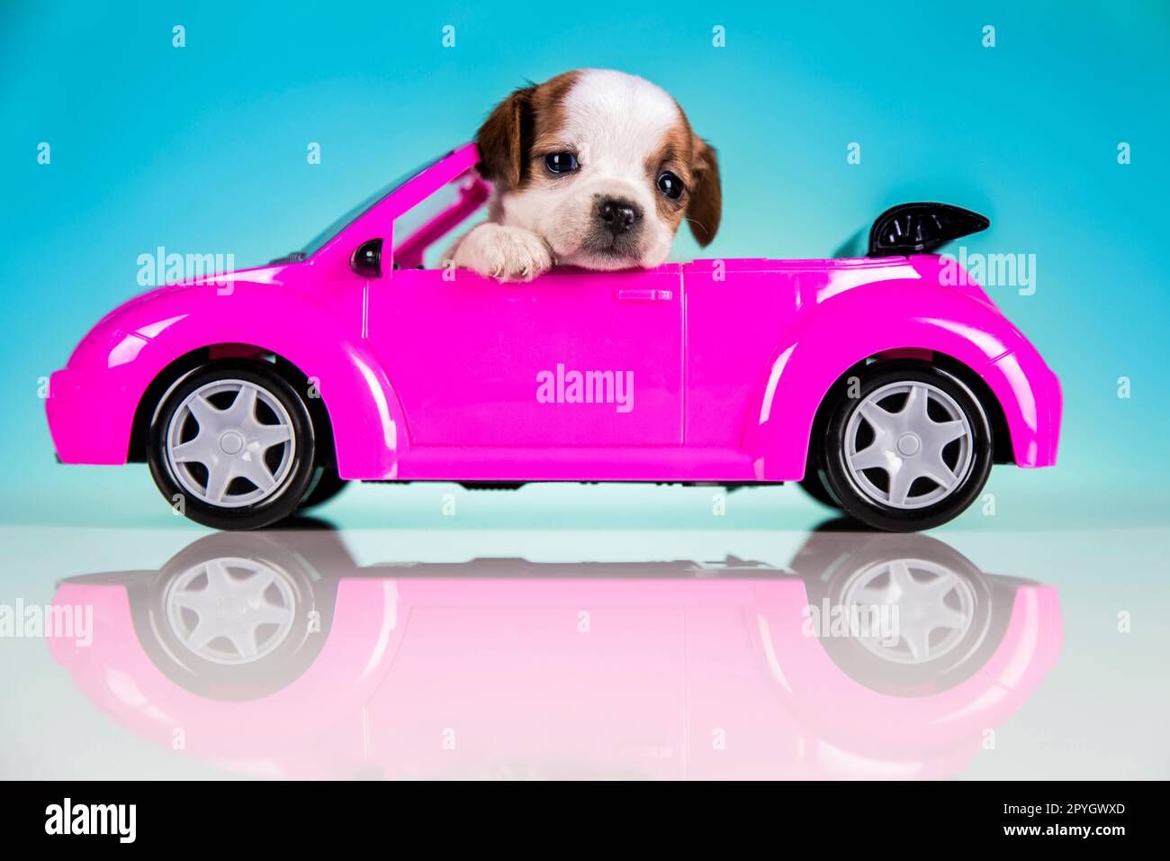 Dog in a pink car Stock Photo - Alamy