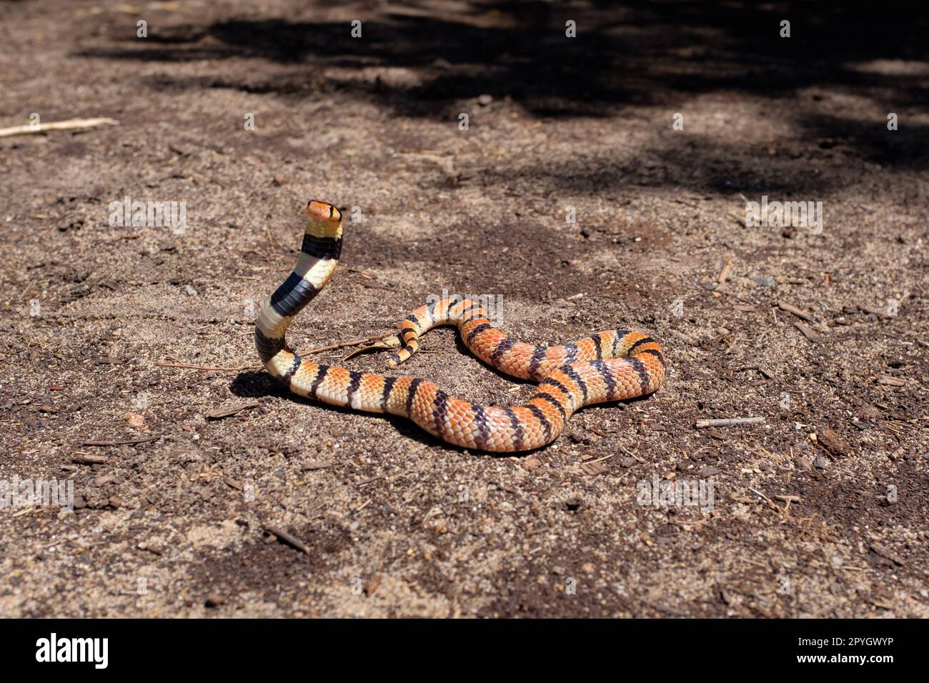 Striking coral snake hi-res stock photography and images - Alamy