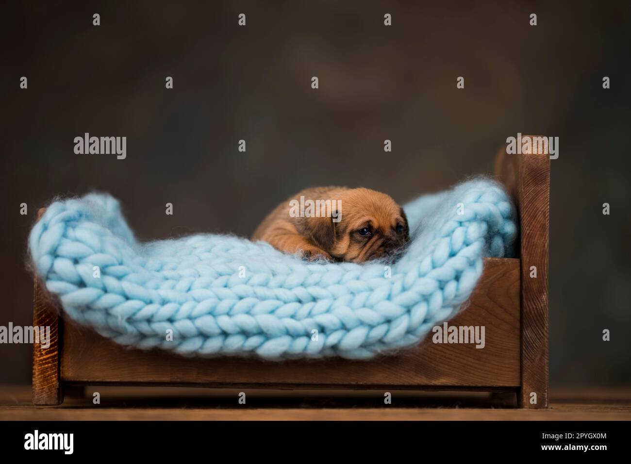 Dog sleep on a small wooden bed Stock Photo - Alamy