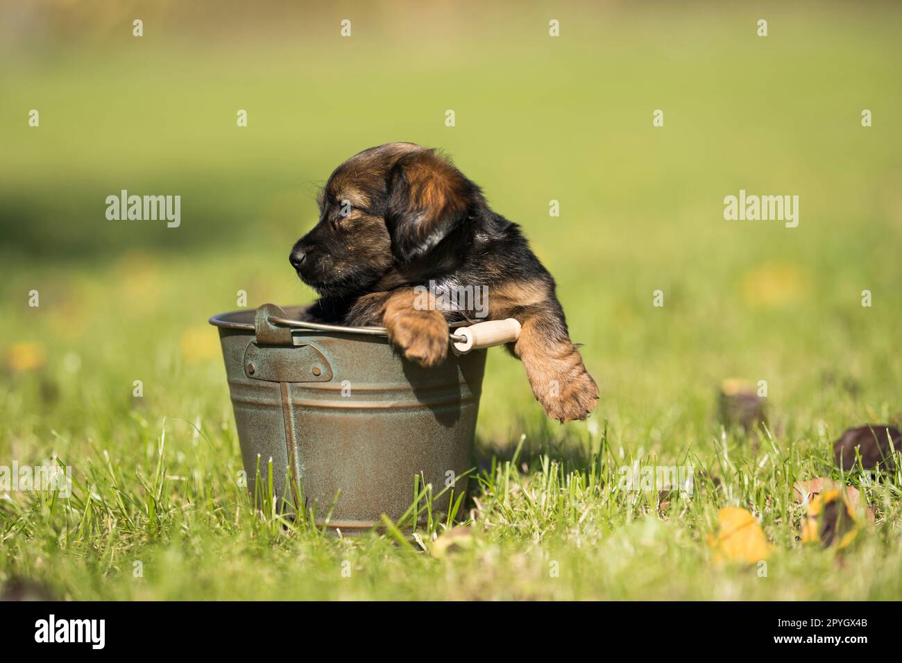 Dog in a metal bucket Stock Photo - Alamy