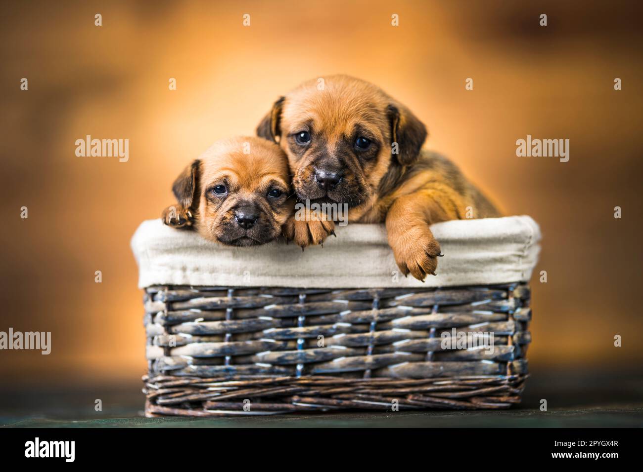Little dogs in a wicker basket Stock Photo - Alamy