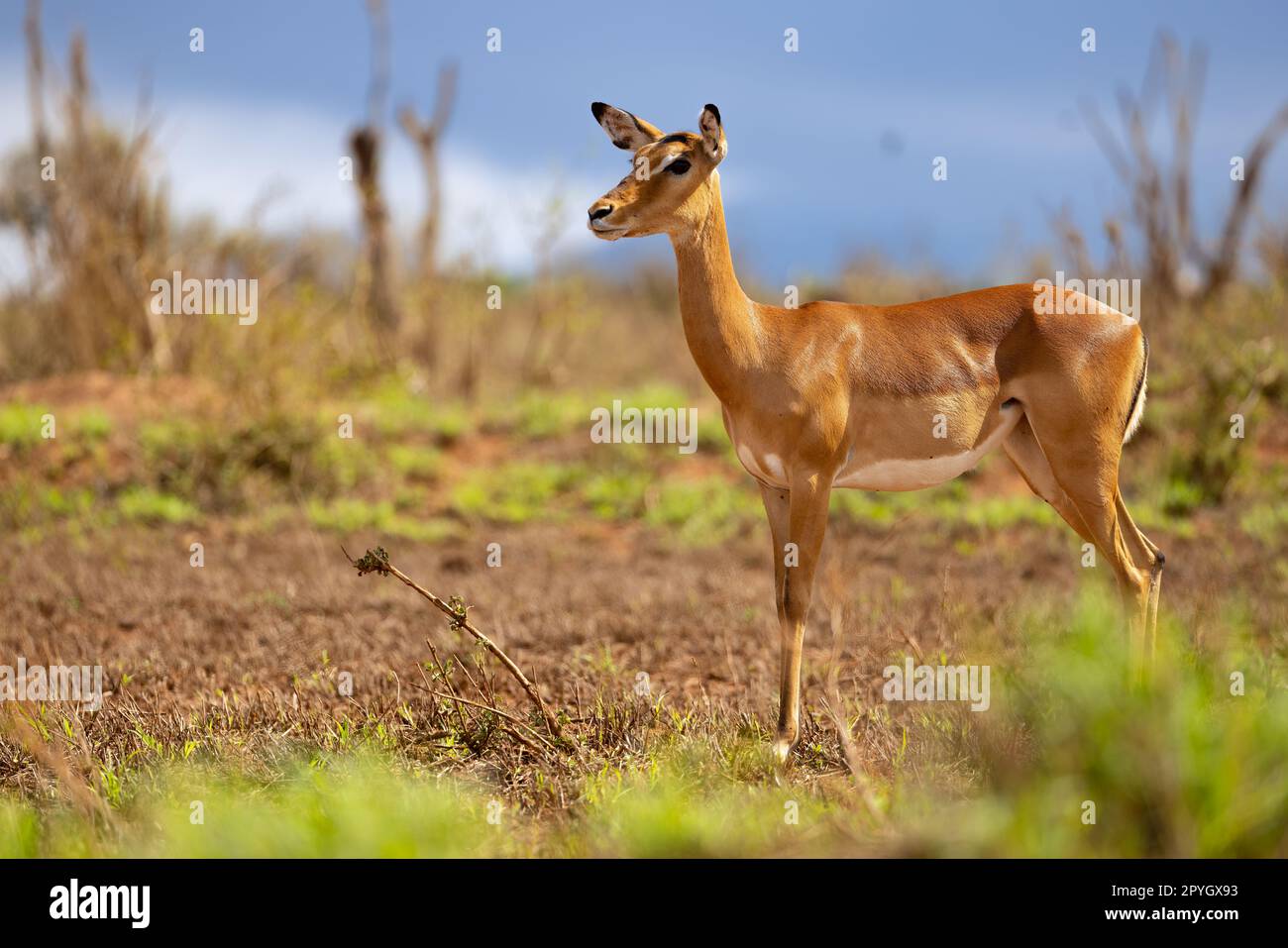 This photo captures the peaceful scene of an impala grazing on the ...