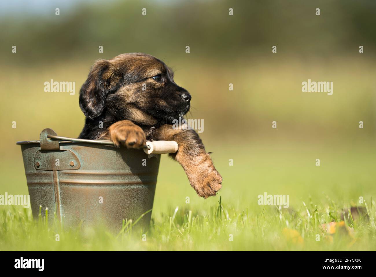 Dog in a metal bucket Stock Photo - Alamy
