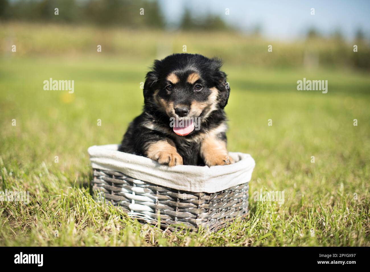 Puppies in a wicker basket Stock Photo - Alamy