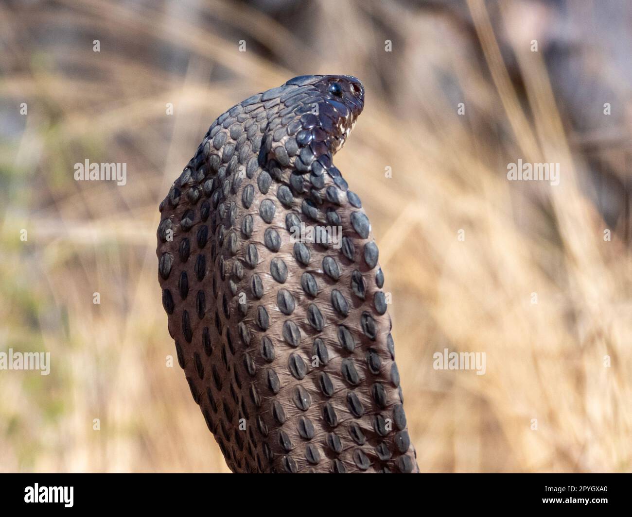 Rinkhals hi-res stock photography and images - Alamy