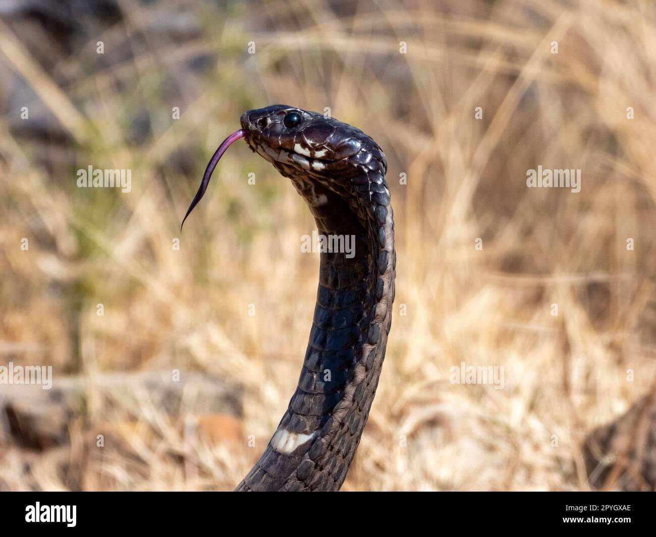 A selective focus shot of details on a dark Rinkhals snake Stock Photo ...