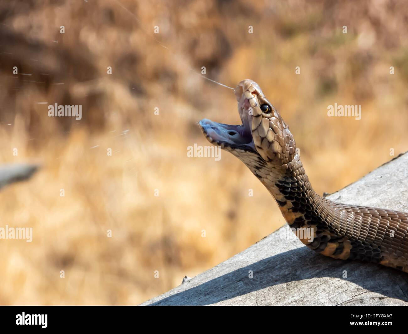 A selective focus shot of a Mozambique Spitting Cobra in an attack pose ...