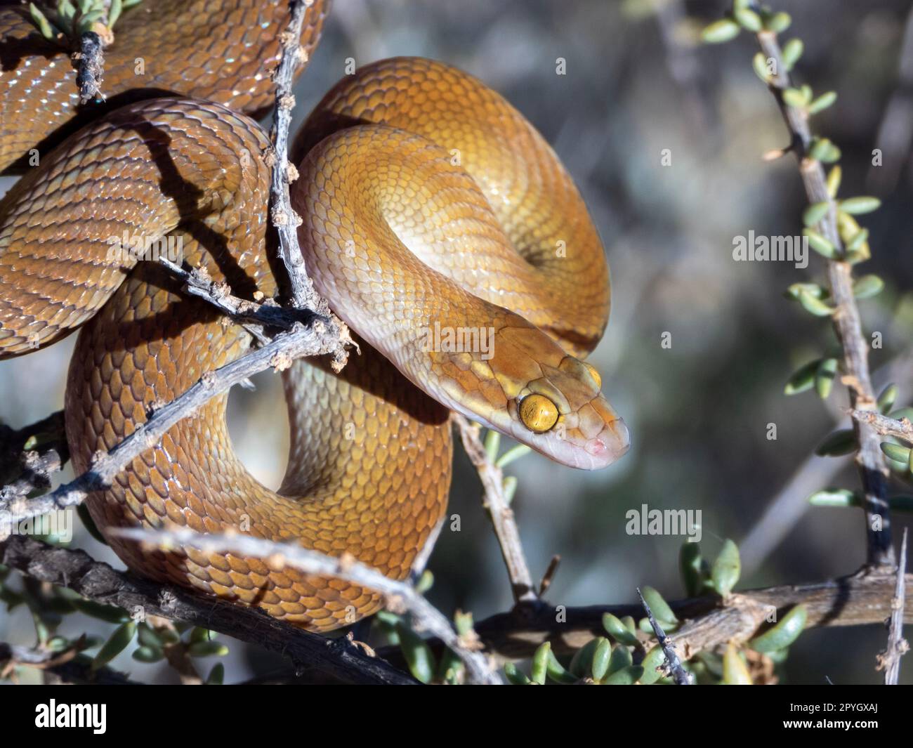A selective focus shot of details on a bug-eyed house snake with yellow ...