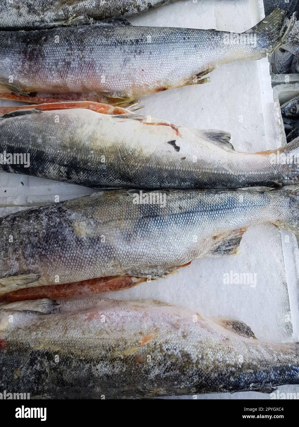 Frozen carcasses of red fish lie on ice on the counter of the fish ...