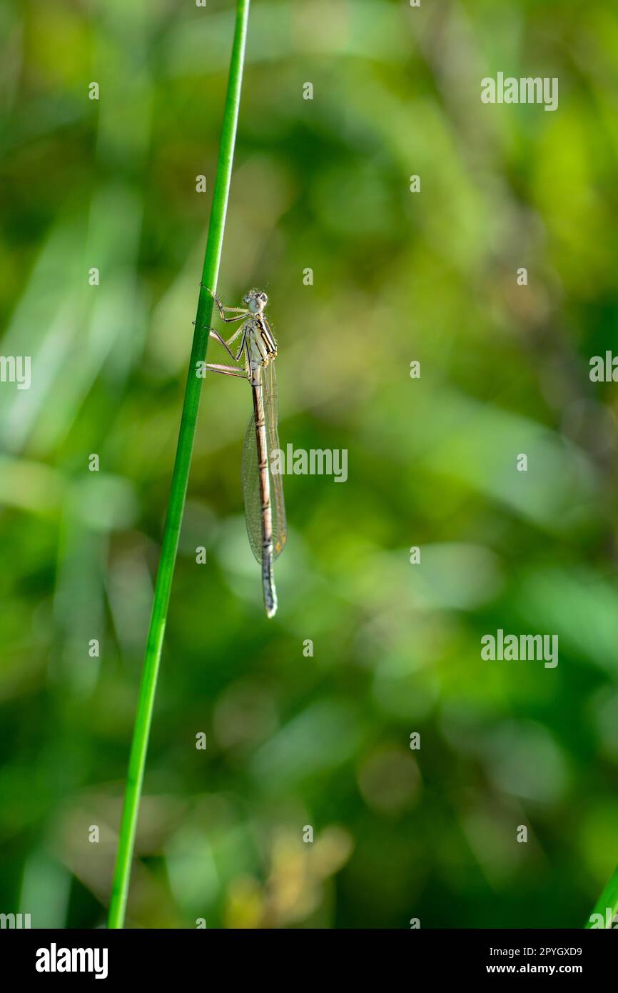 A Dragonfly in green nature Stock Photo - Alamy