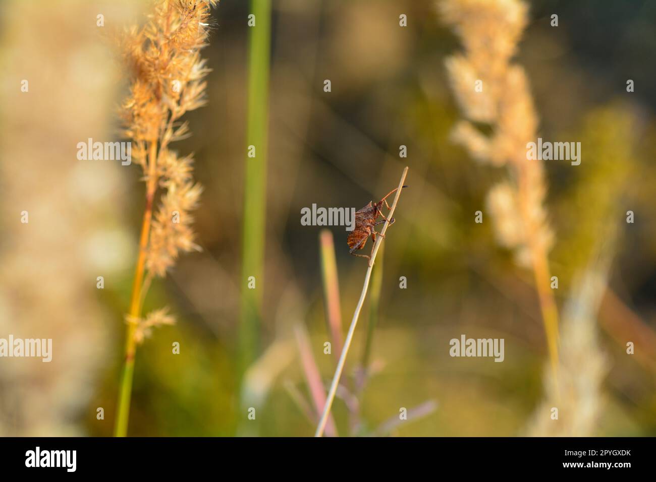 Large bug hi-res stock photography and images - Alamy