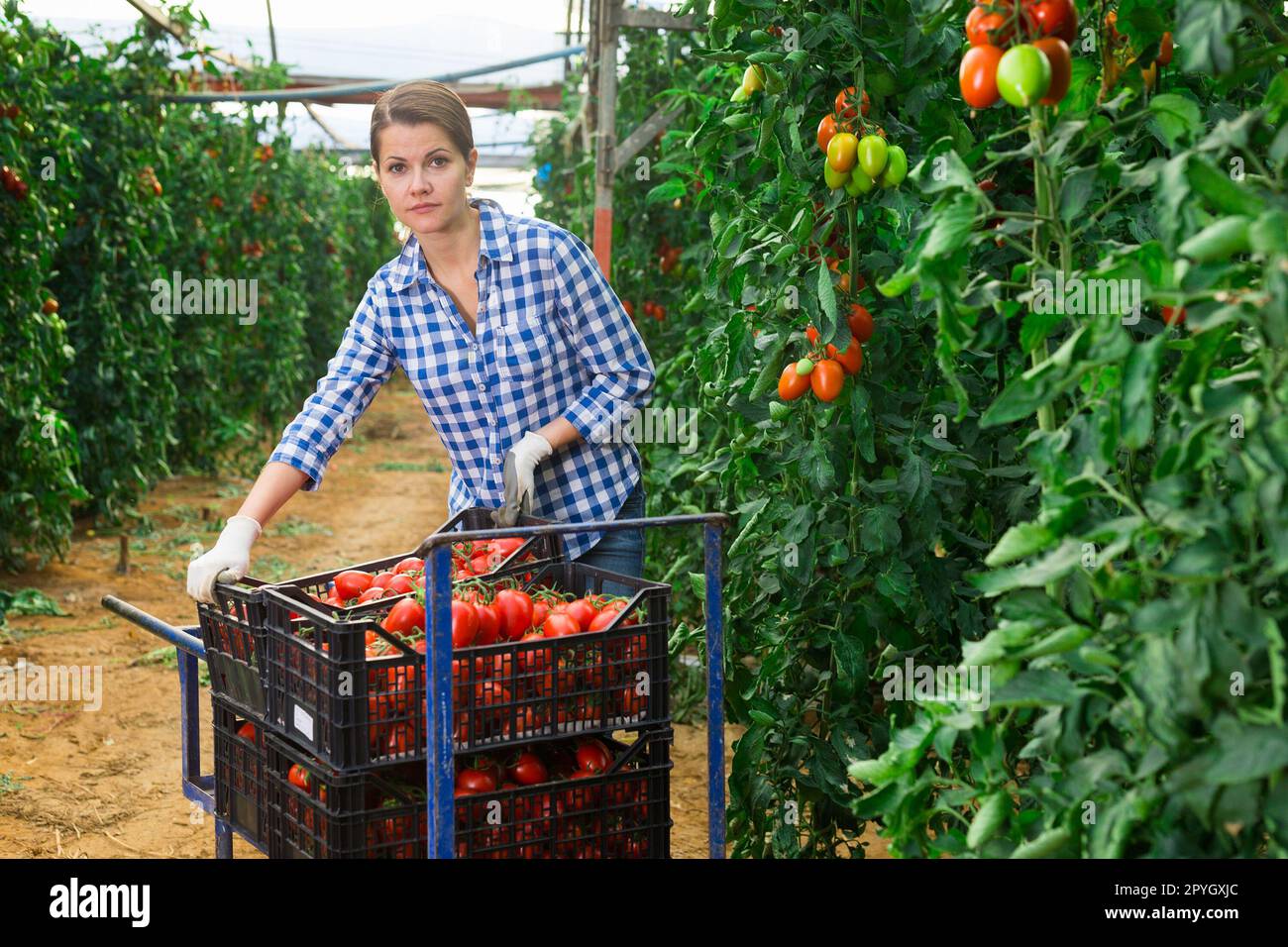 Woman stacking crates with tomatoes on trolley Stock Photo - Alamy