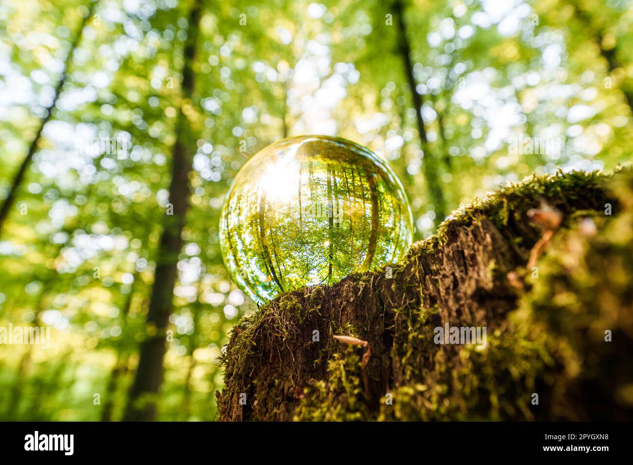 Environment Concept - Crystal Earth On moss In Forest With Ferns And ...