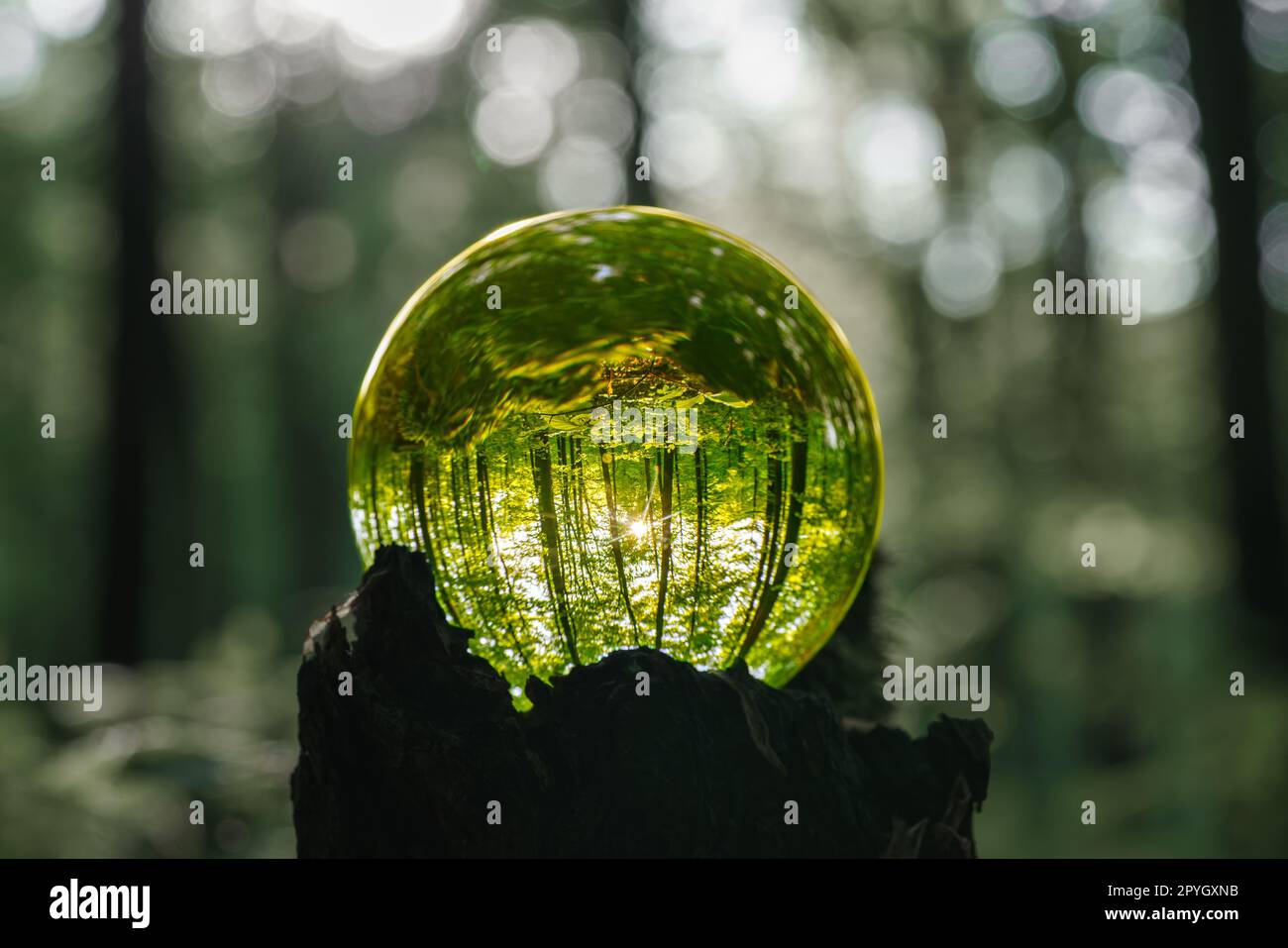 Environment Concept - Crystal Earth On moss In Forest With Ferns And ...