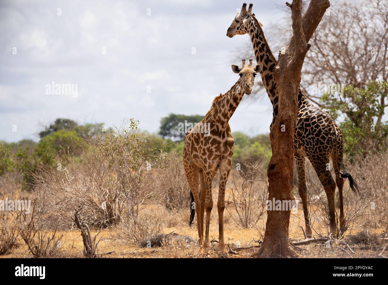 This stunning photo captures the elegance and grandeur of the giraffe ...
