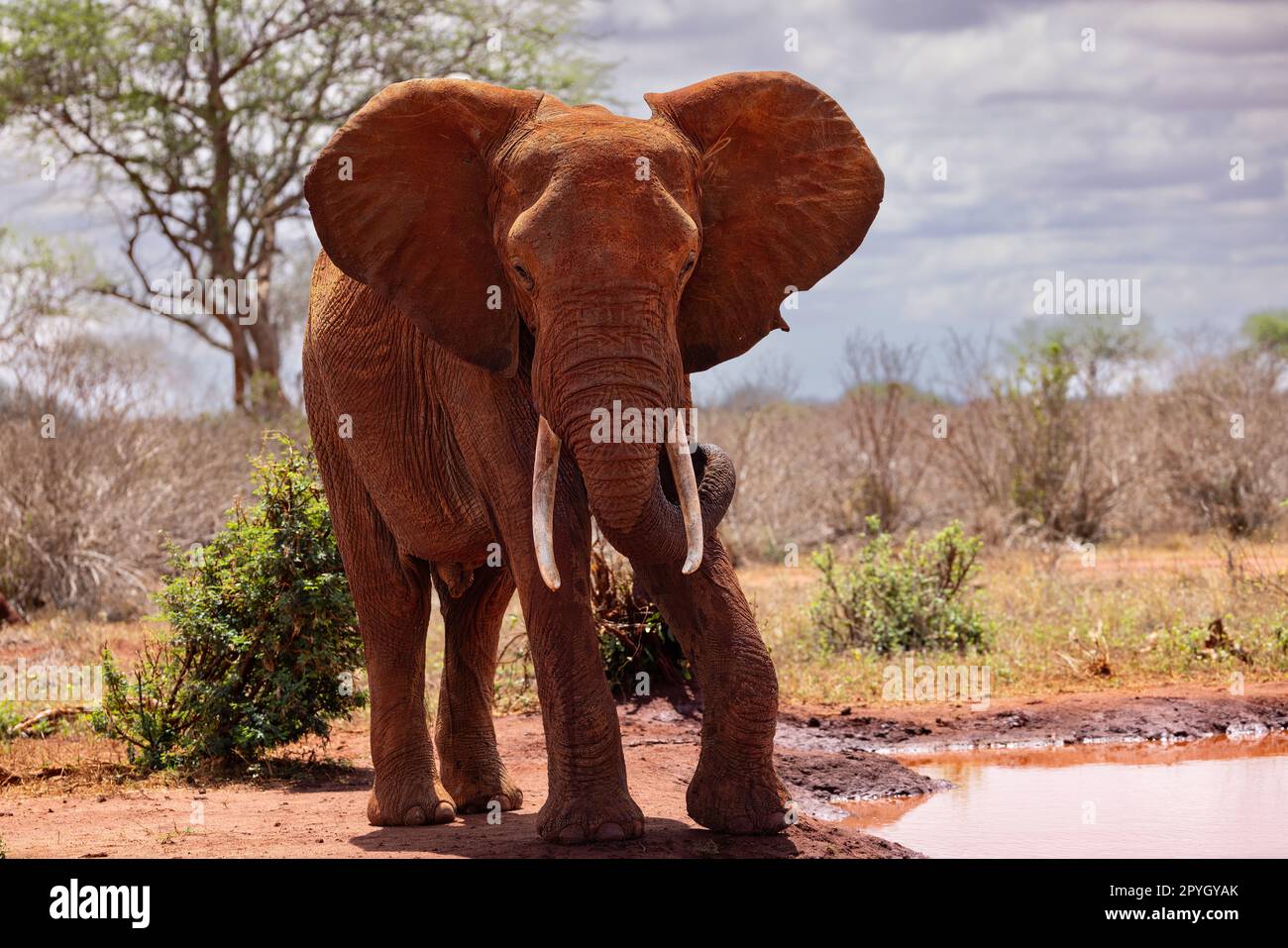 This breathtaking photo captures the African Elephant in a rare moment ...