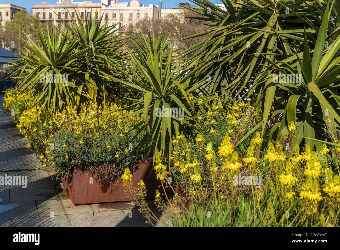 Group of flowering Sedum sediforme, Mediterranean stonecrop, Pale ...