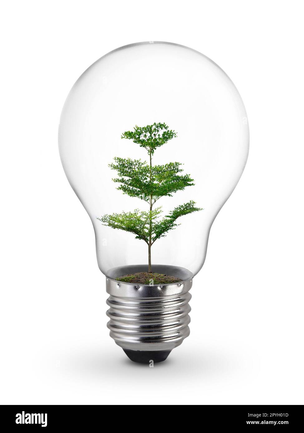 Green tree inside of light bulb on White Background, Inspiration ...