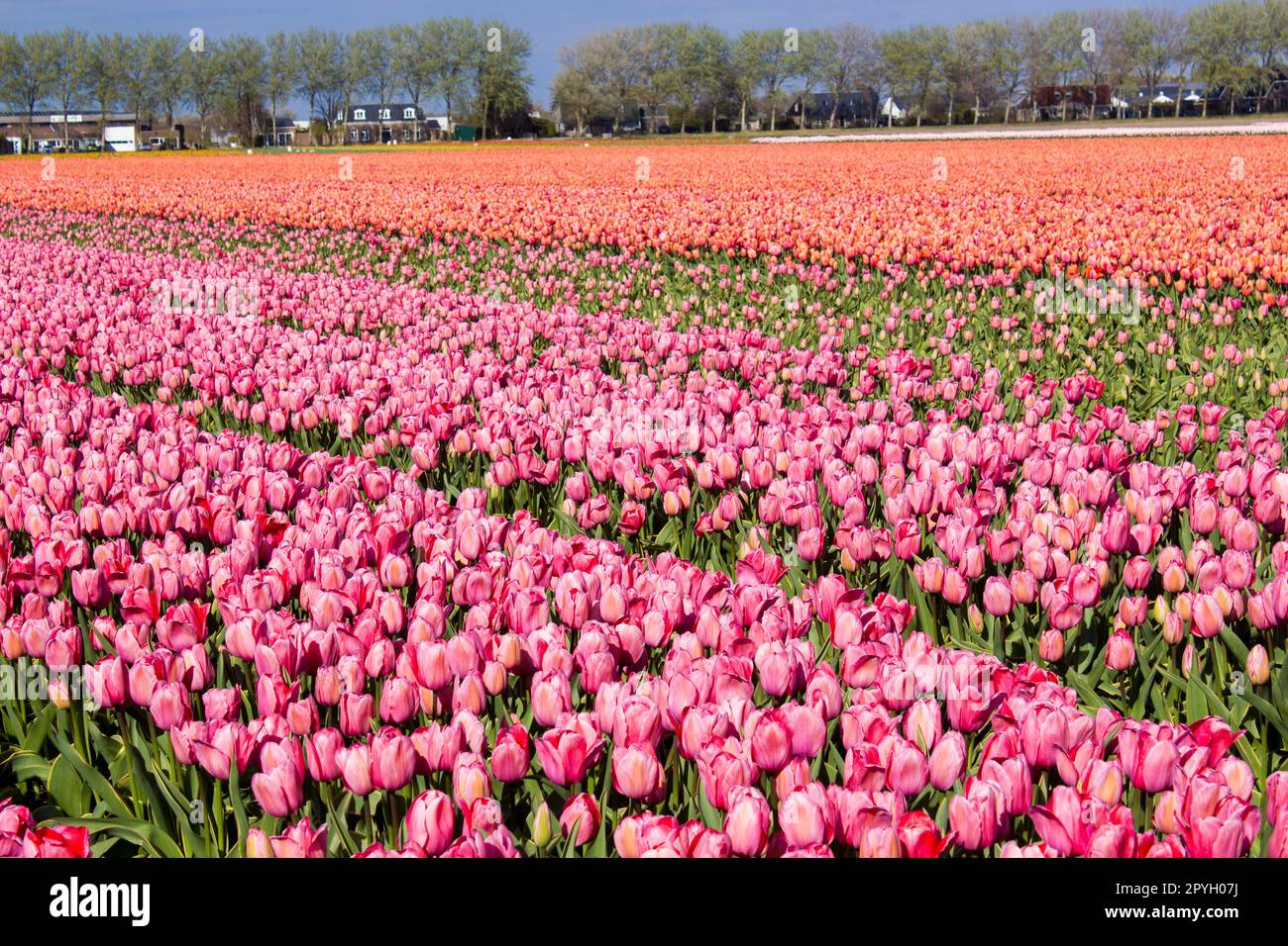 tulip field in the Netherlands - colorful tulips Stock Photo - Alamy