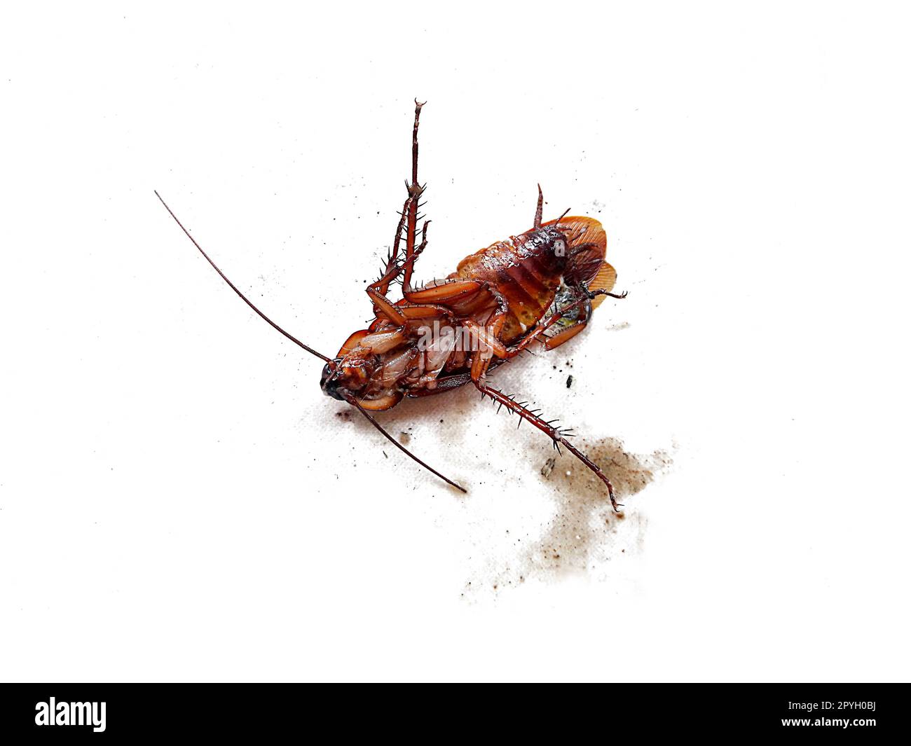 Dead cockroaches on white background Stock Photo - Alamy