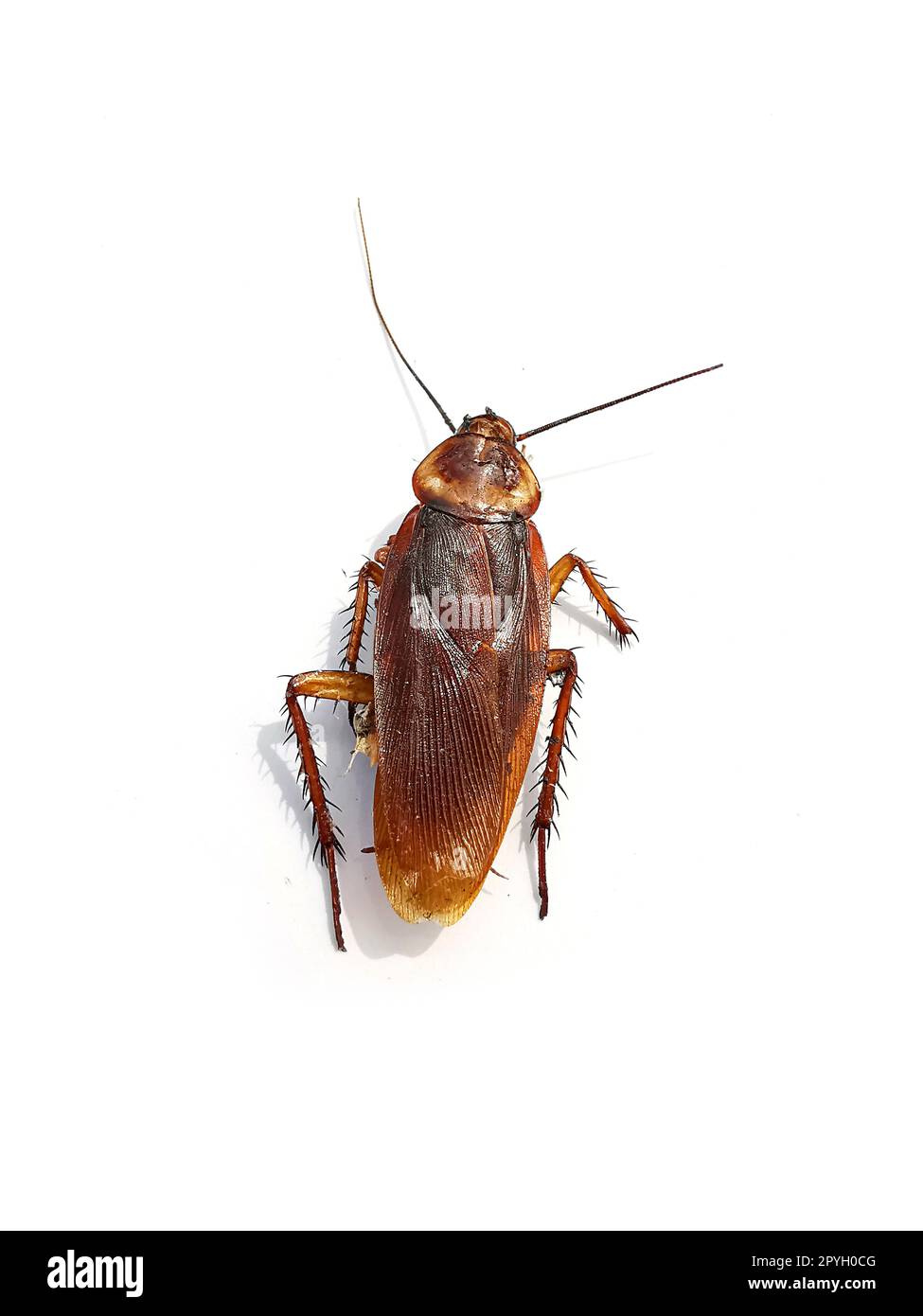 Dead cockroaches on white background Stock Photo - Alamy