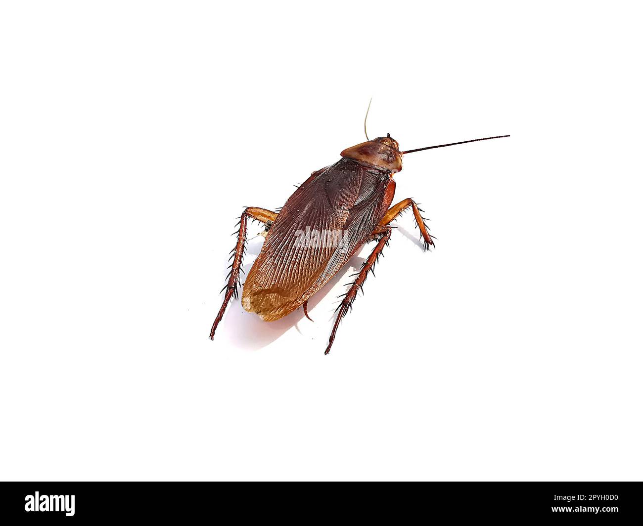 Cockroaches hi-res stock photography and images - Alamy