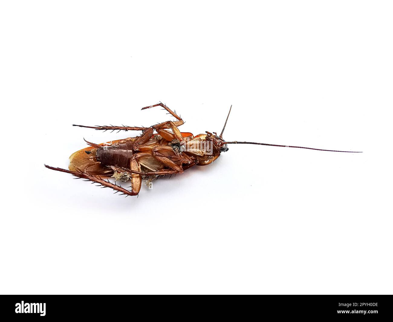 Dead cockroaches on white background Stock Photo - Alamy
