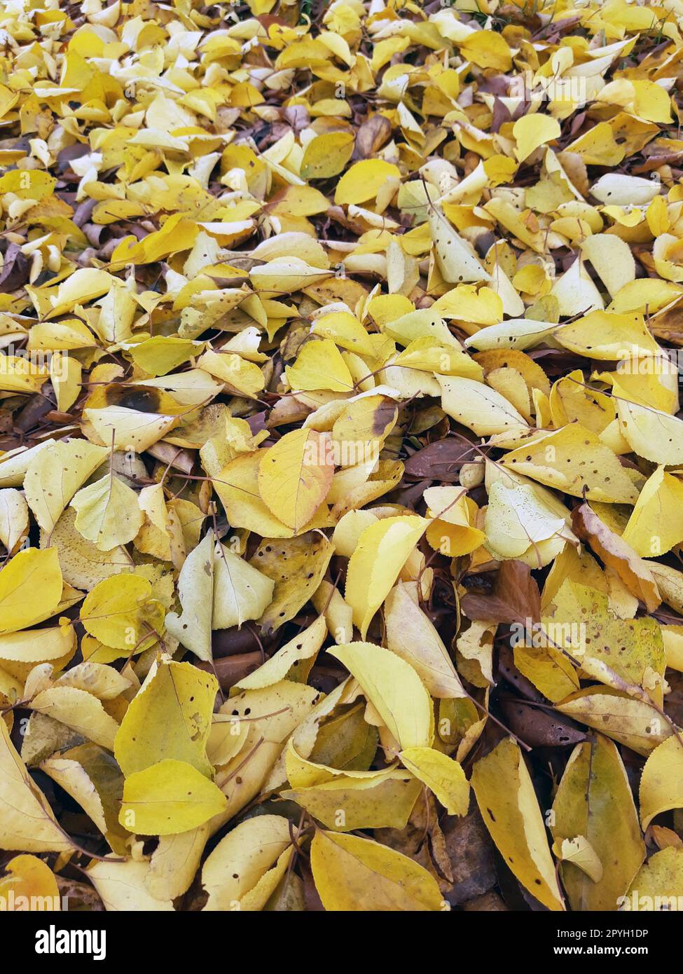 Autumn fallen yellow leaves on the ground in the park close-up Stock Photo - Alamy