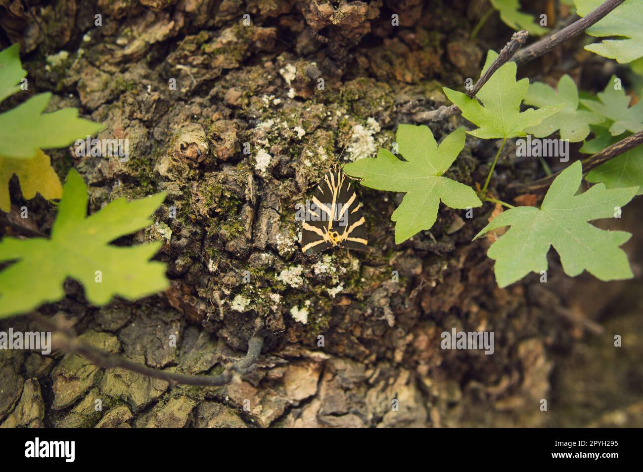 detail of a butterfly from a valley of butterflies in Rhodes island in ...