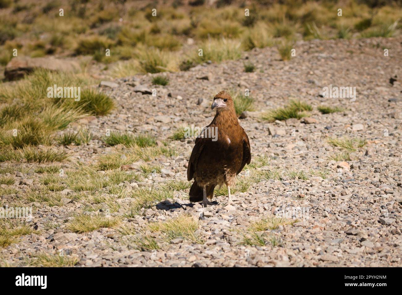 Juvenile mountain caracara (Phalcoboenus megalopterus) in the natural ...