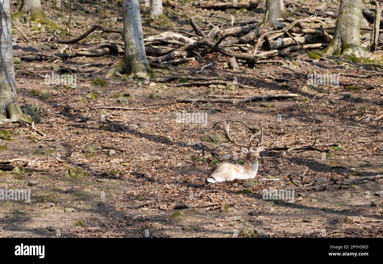 Beautiful deer in the forest Stock Photo - Alamy