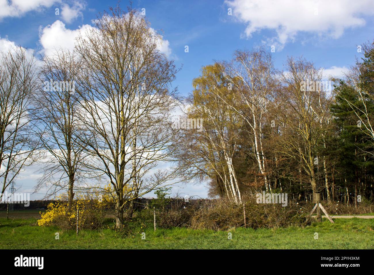 German countryside landscape with birch trees and bush Stock Photo - Alamy