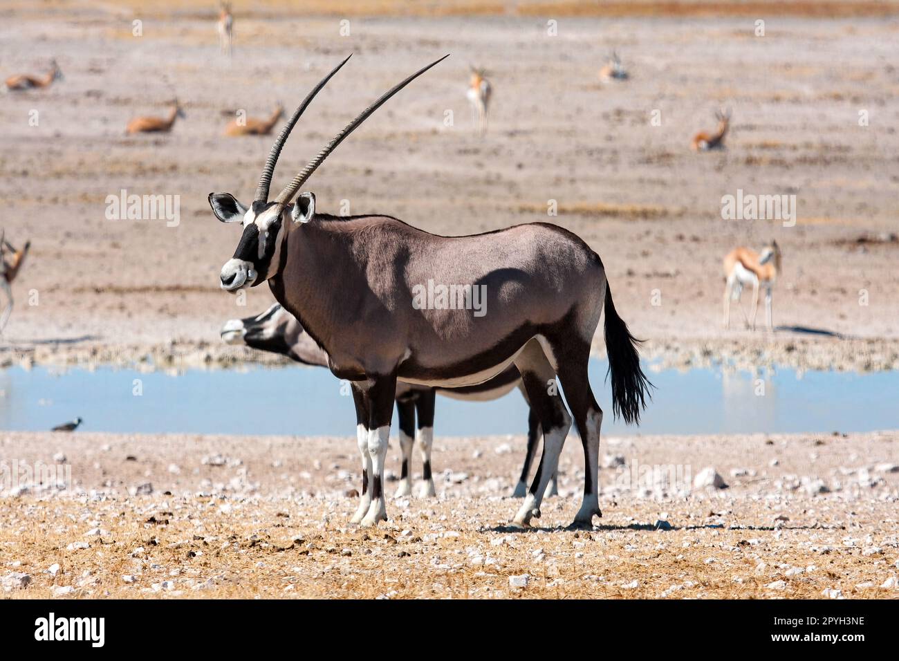 Oryx Antilope in the Etosha Park Namibia Stock Photo - Alamy