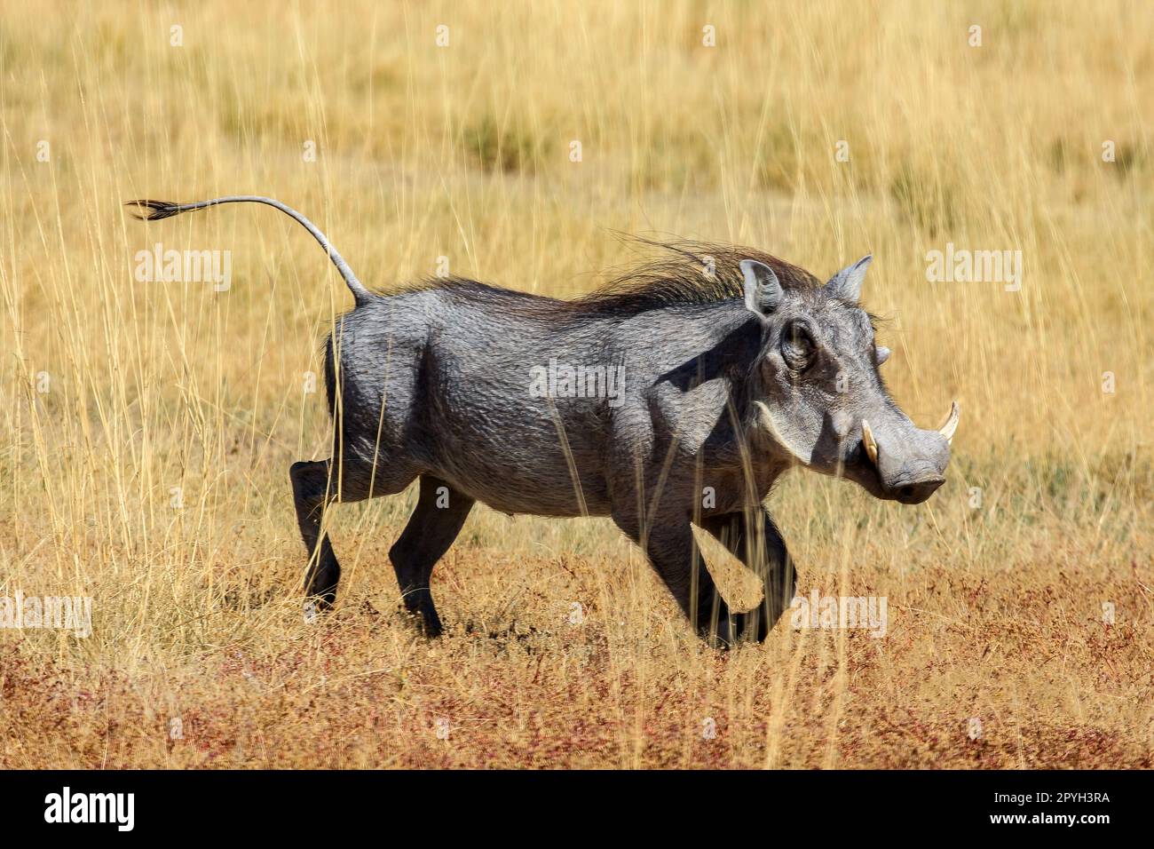 Warthog in etosha national park hi-res stock photography and images - Alamy
