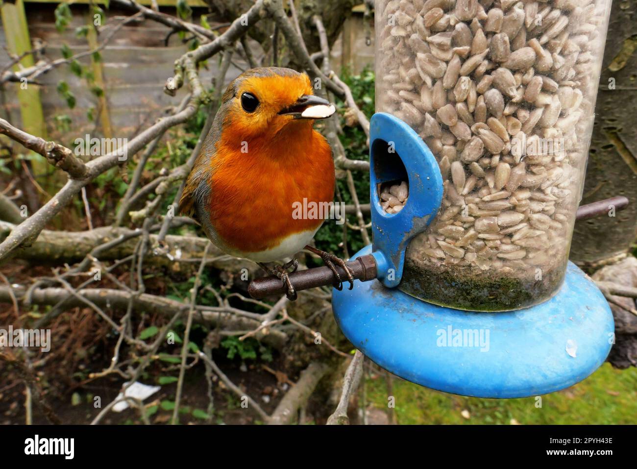 Robin redbreast Close-up English Back Garden Bird Feeder Birds in ...