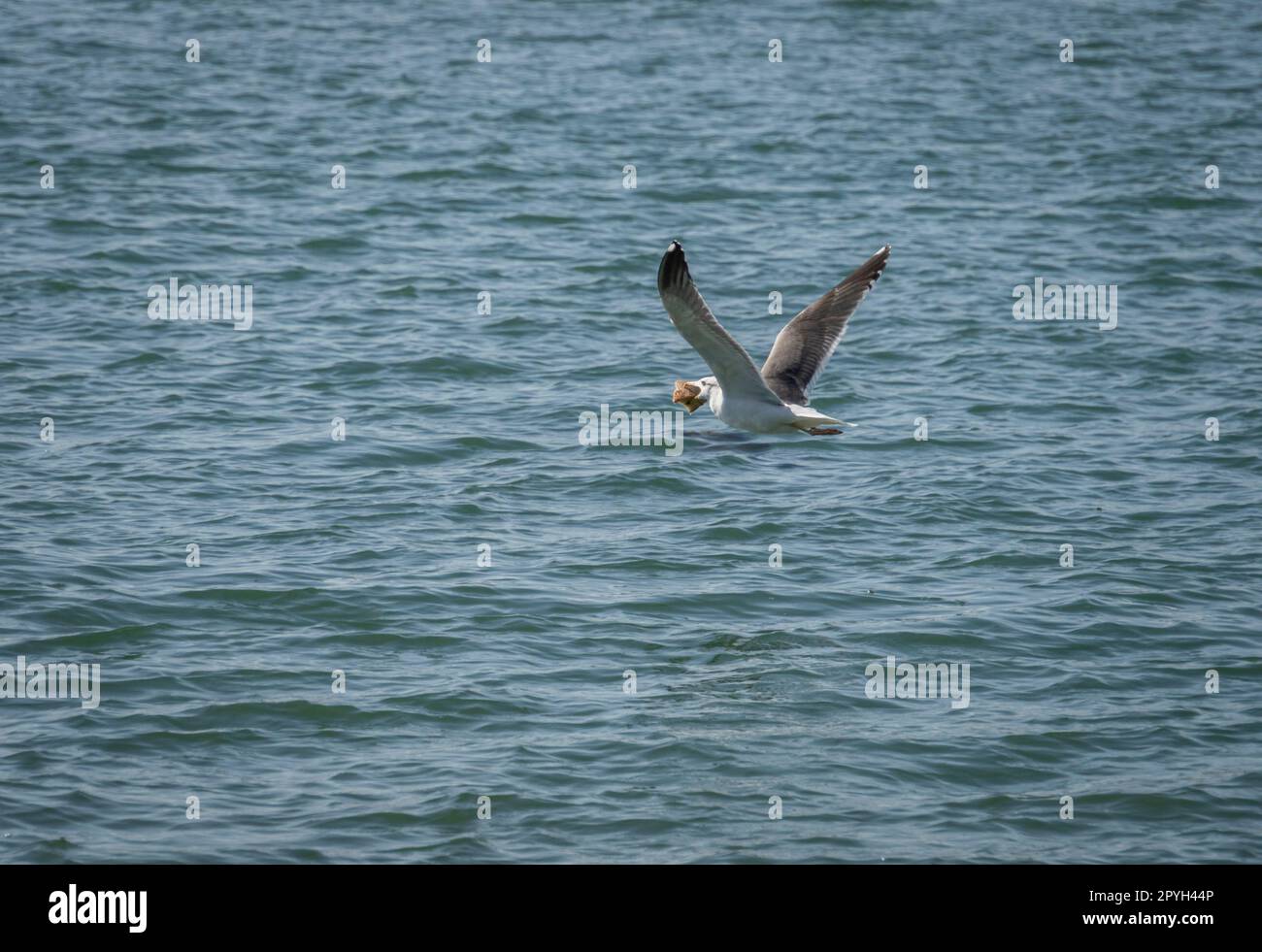 Seagull Flying over water Stock Photo - Alamy