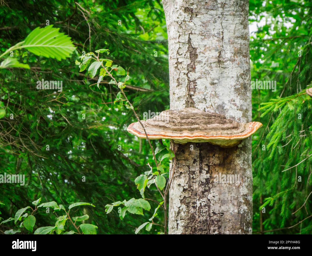 Tree fungus fomes fomentarius hi-res stock photography and images - Alamy