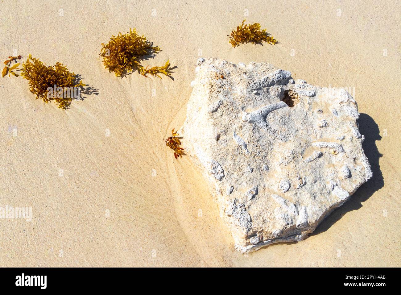 Stones rocks corals with seagrass in water on beach Mexico Stock Photo ...