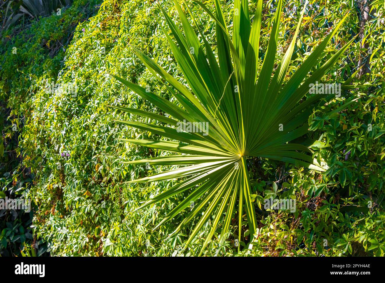 Caribbean beach plants palm trees in jungle forest nature Mexico Stock ...