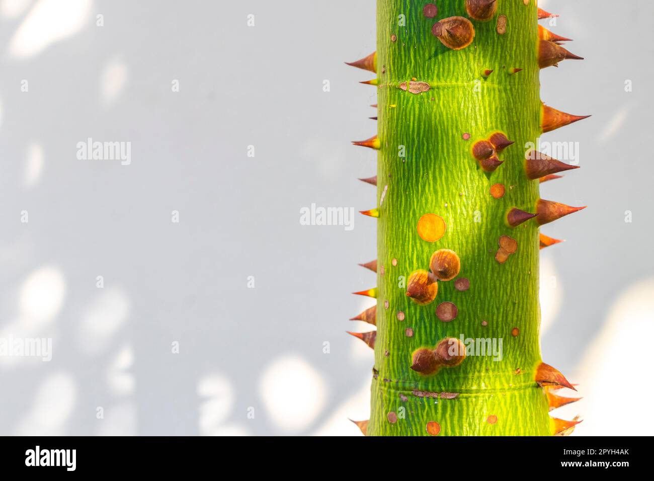 Young green beautiful Kapok tree Ceiba tree with spikes Mexico Stock ...