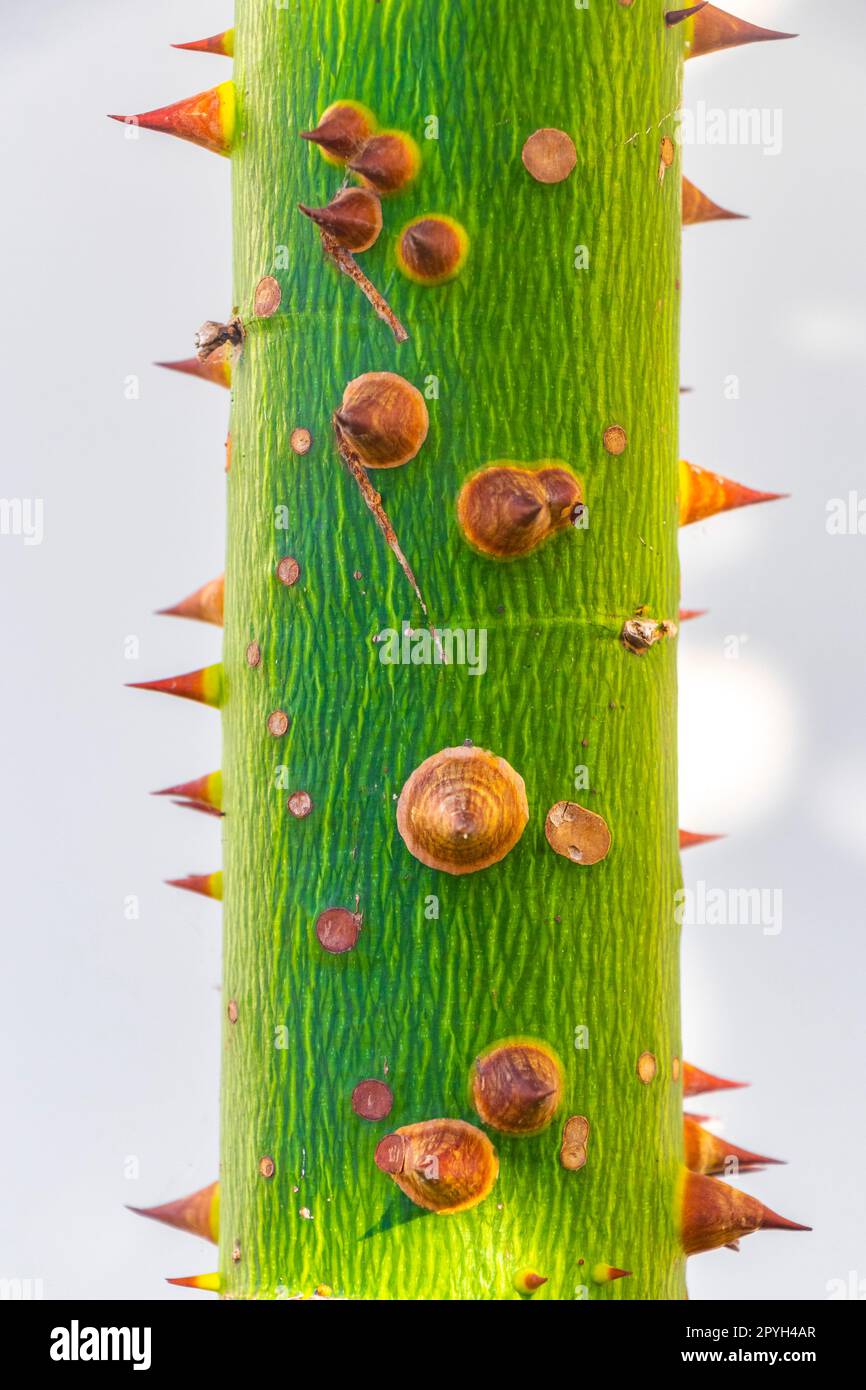 Young green beautiful Kapok tree Ceiba tree with spikes Mexico Stock ...
