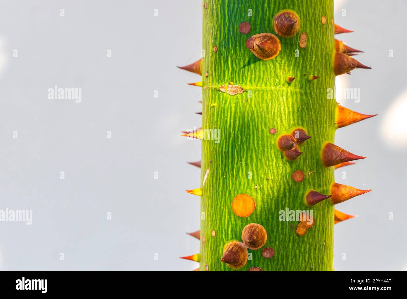 Young green beautiful Kapok tree Ceiba tree with spikes Mexico Stock ...