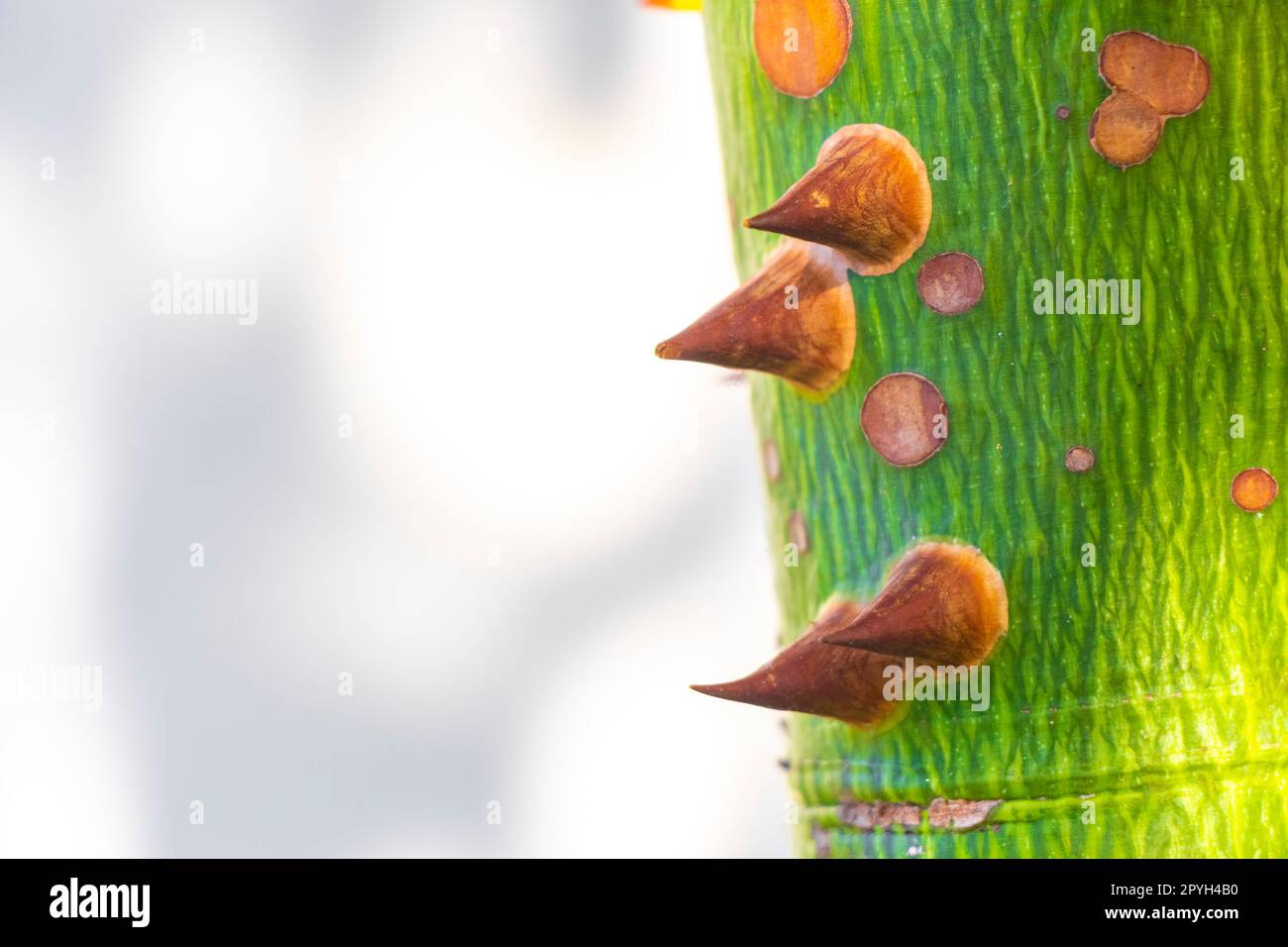 Young green beautiful Kapok tree Ceiba tree with spikes Mexico Stock ...