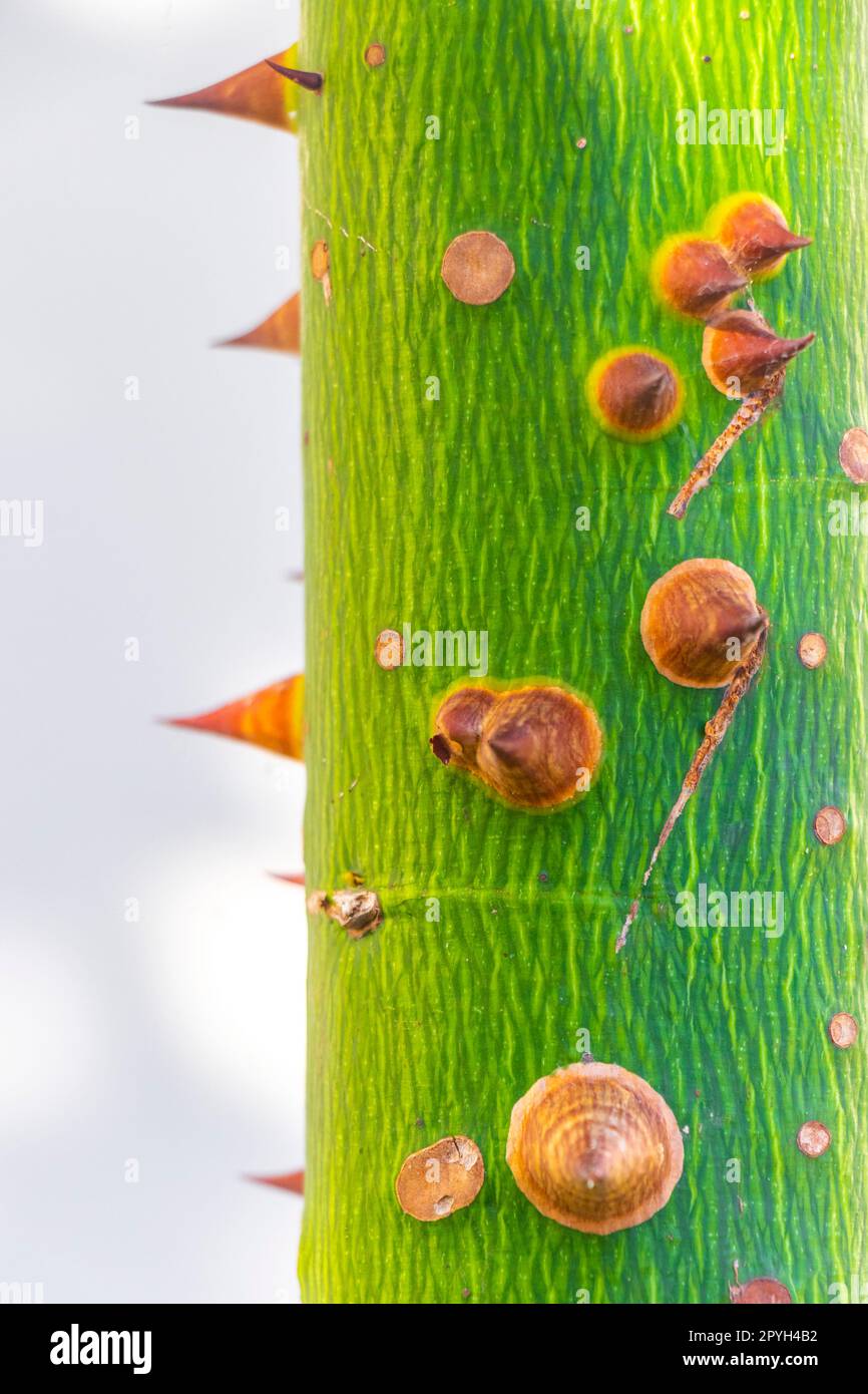 Young green beautiful Kapok tree Ceiba tree with spikes Mexico Stock ...