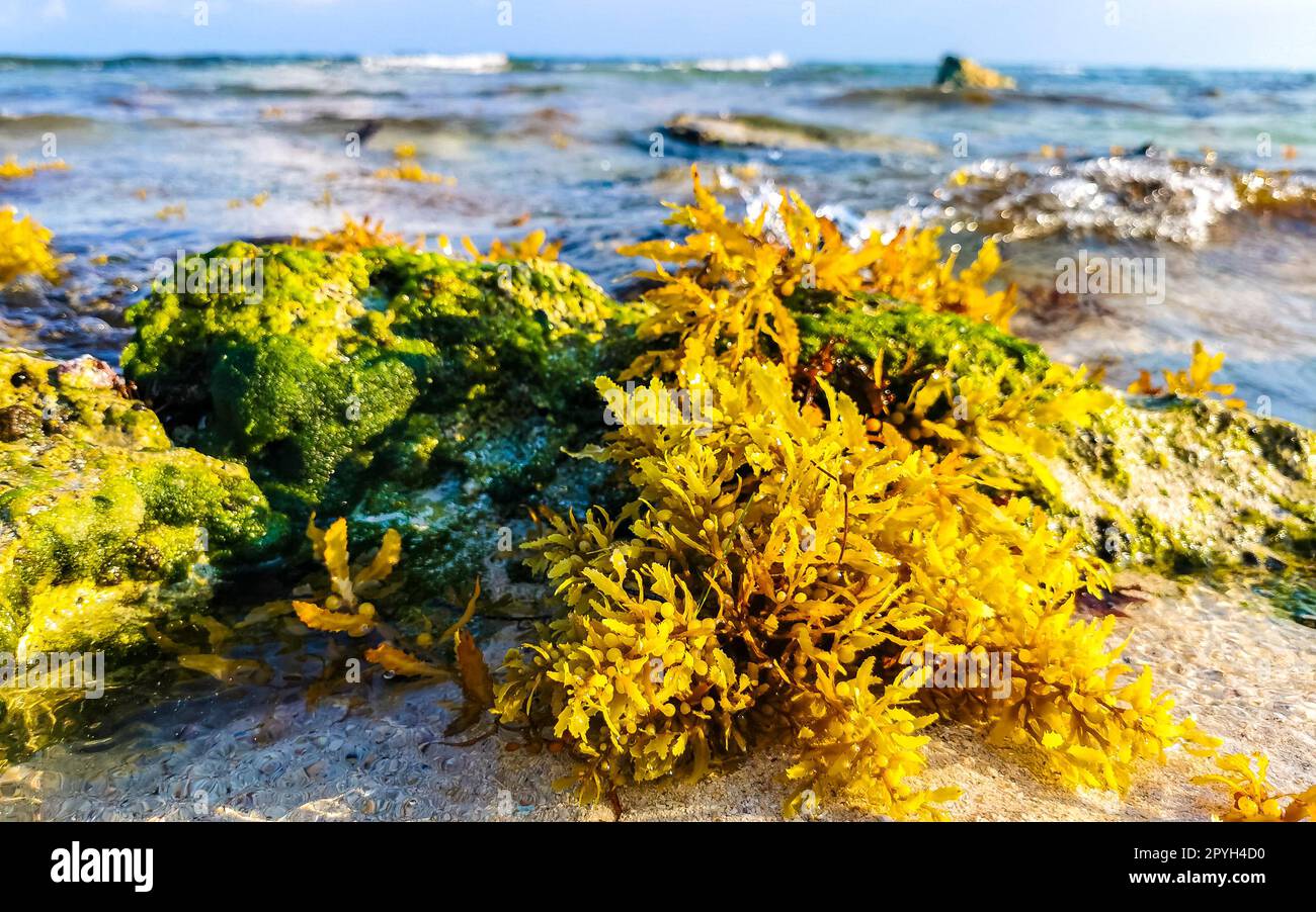 Stones rocks corals with seagrass in water on beach Mexico Stock Photo ...
