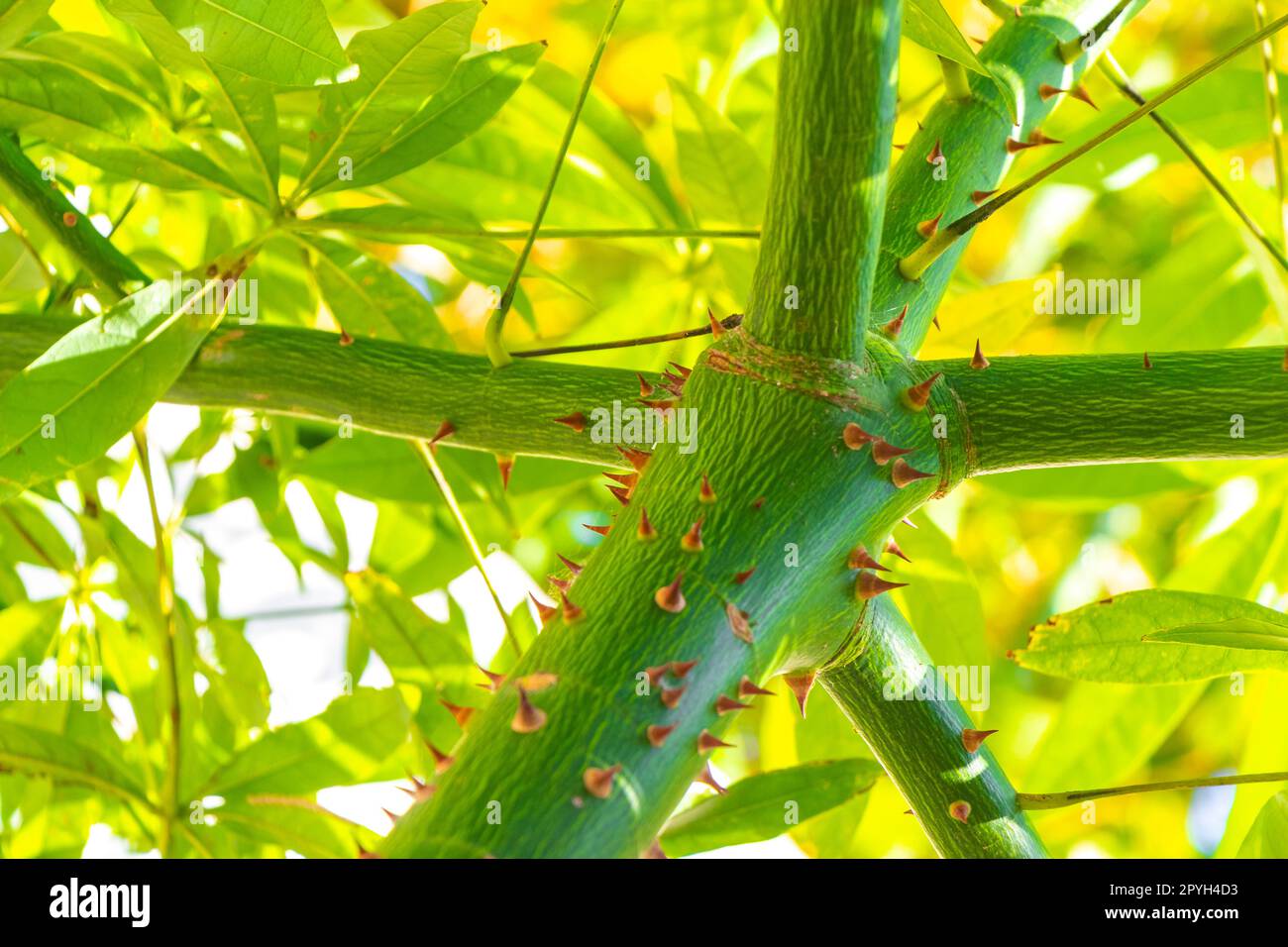 Young green beautiful Kapok tree Ceiba tree with spikes Mexico Stock ...