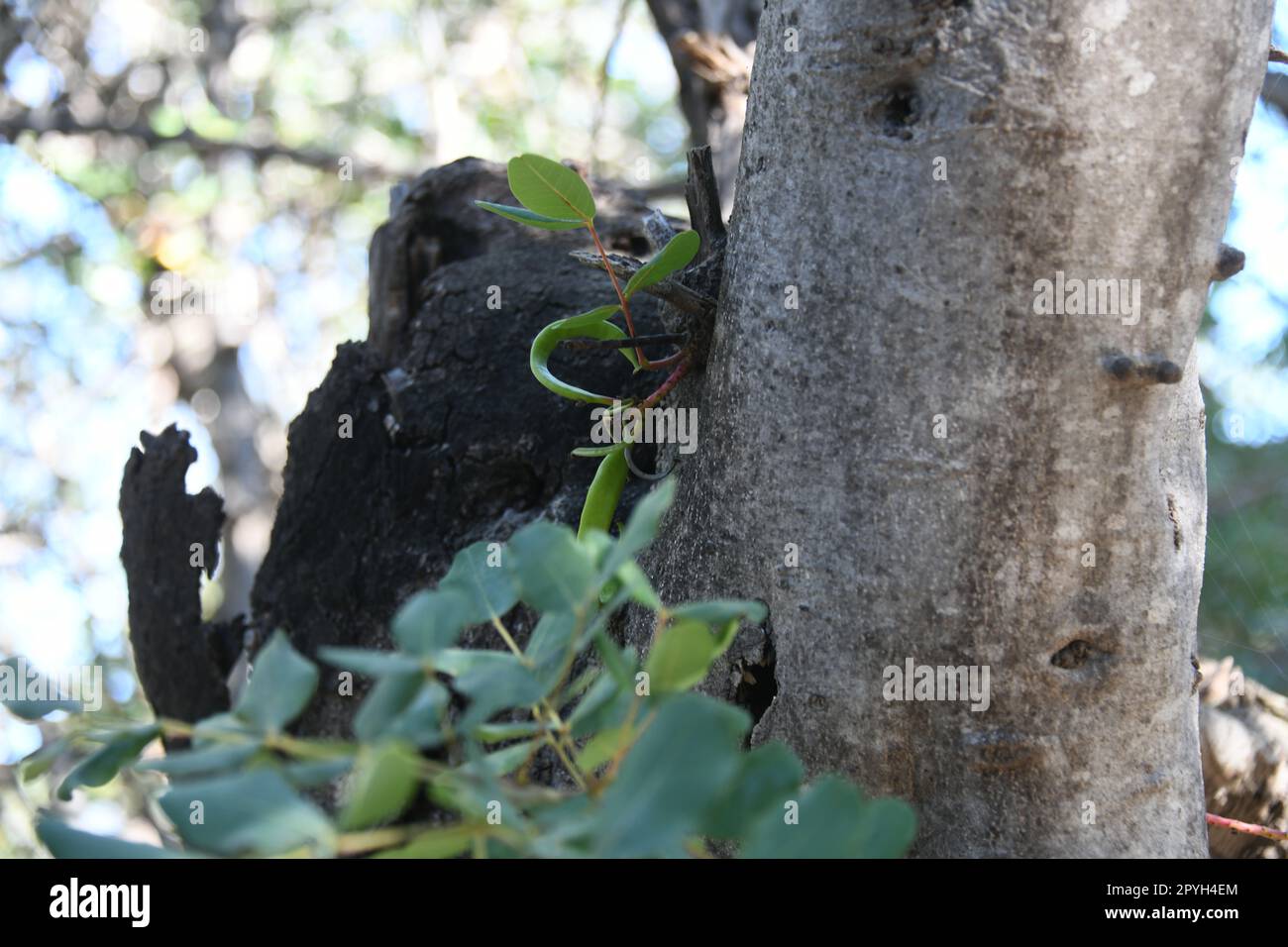 Baobab tree in the province of Alicante, Costa Blanca, Spain Stock ...
