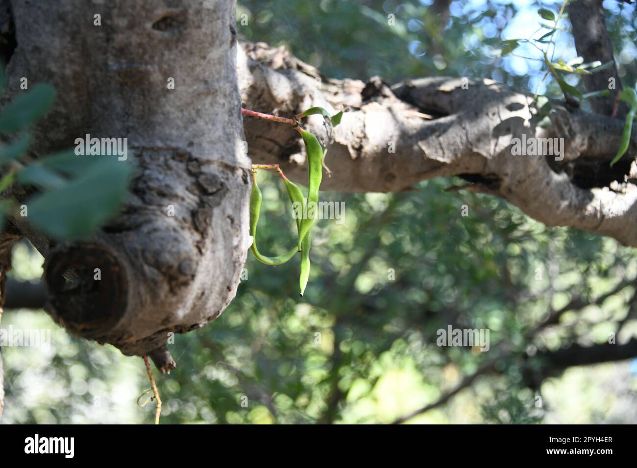 Baobab tree in the province of Alicante, Costa Blanca, Spain Stock ...